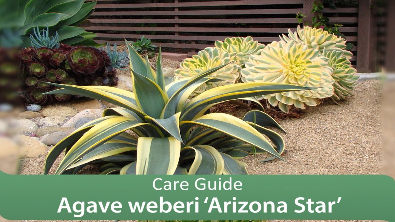 Agave weberi ‘Arizona Star’- Care Guide