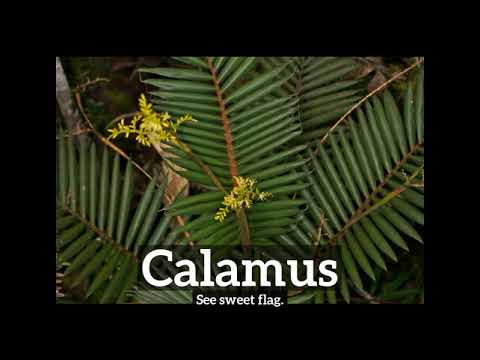 What is Calamus? | How to Say Calamus in English? | How Does Calamus Look?