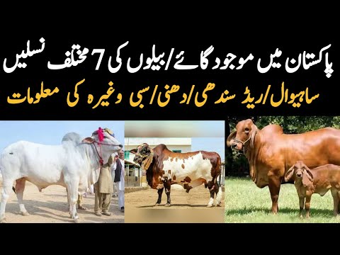 Famous Cow Breeds in Pakistan | Red Sindhi - Dhanni - Lohani & Sahiwal Cows & Bulls | Cattle Farming