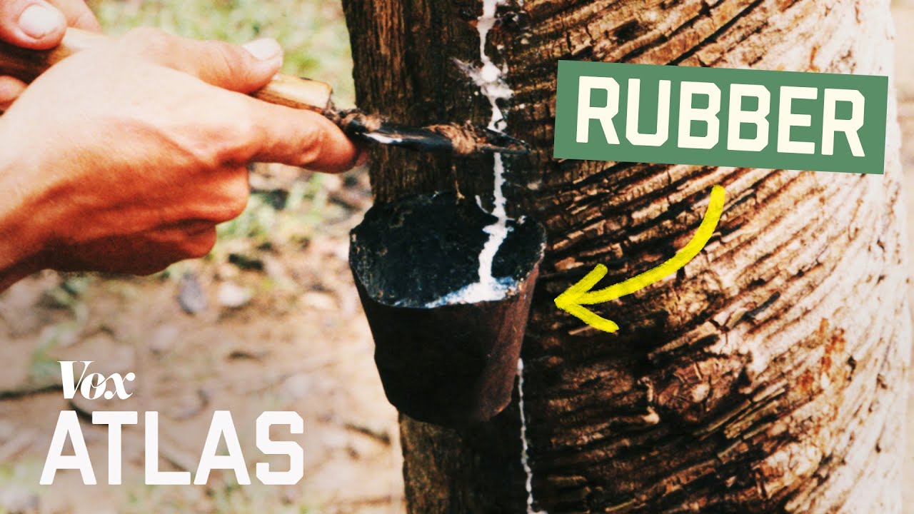 The war for the Amazon's most valuable trees
