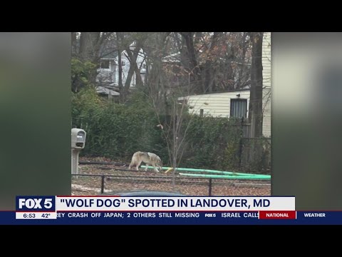 Wolf-dog hybrid spotted roaming parts of Prince George's County