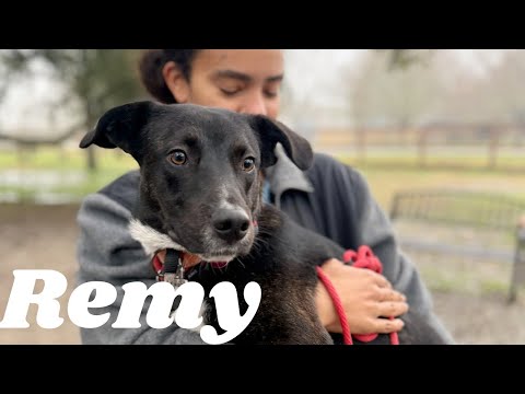 Dog for adoption - Remy Your Dog's Best Friend, a Black Labrador ...