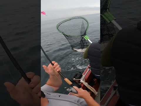 Turbo salmon bombs straight into the net! #winchesterbay #fishing #pnw #pacificocean #cohosalmon