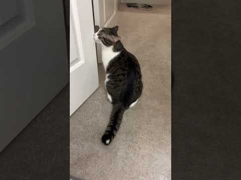 Type of feline territory marking