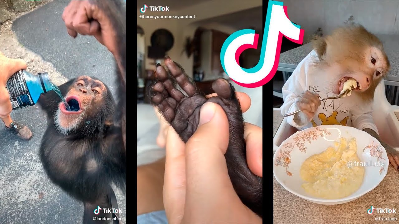 Tik Tok de Monos Graciosos #2 | Funny Monkeys 🐵😂