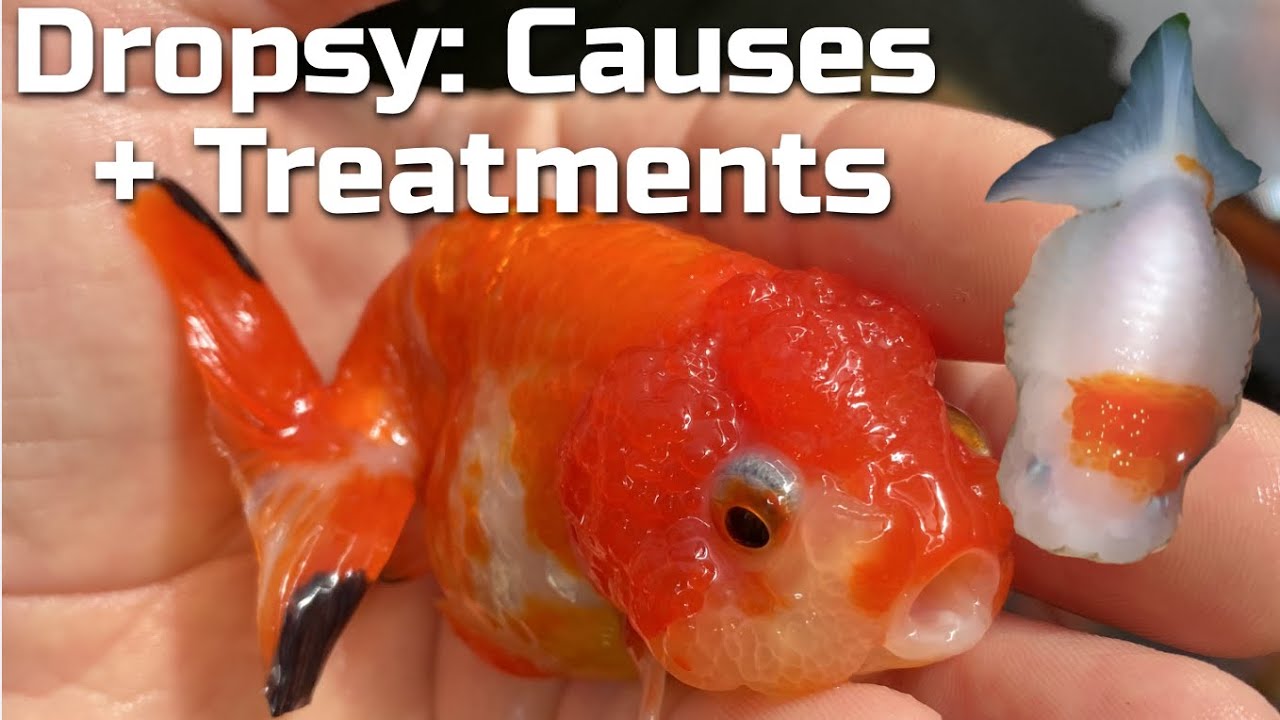 GOLDFISH DROPSY - What it is, Why it Happens, & How to Treat it