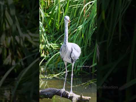 Heron Bird standing on wooden branch in natural lake #lake #heron #bird #nature #wildlife HA31044