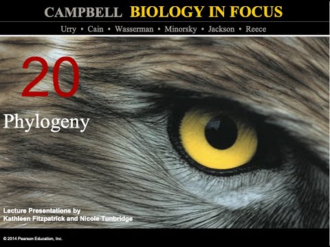 Biology in Focus Chapter 20: Phylogeny