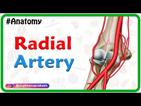 Radial artery Anatomy Animation : Course, Branches, Clinical aspects - Usmle review