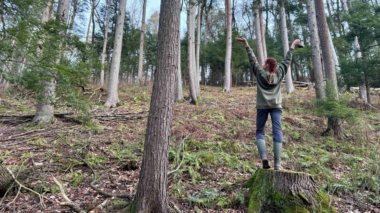 The Fascinating History of Eastern Hemlock (Tsuga Canadensis)