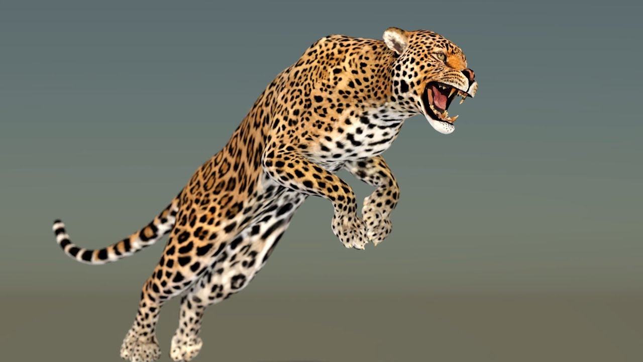 Leopard 3D Model with Animation for Download | PROmax3D