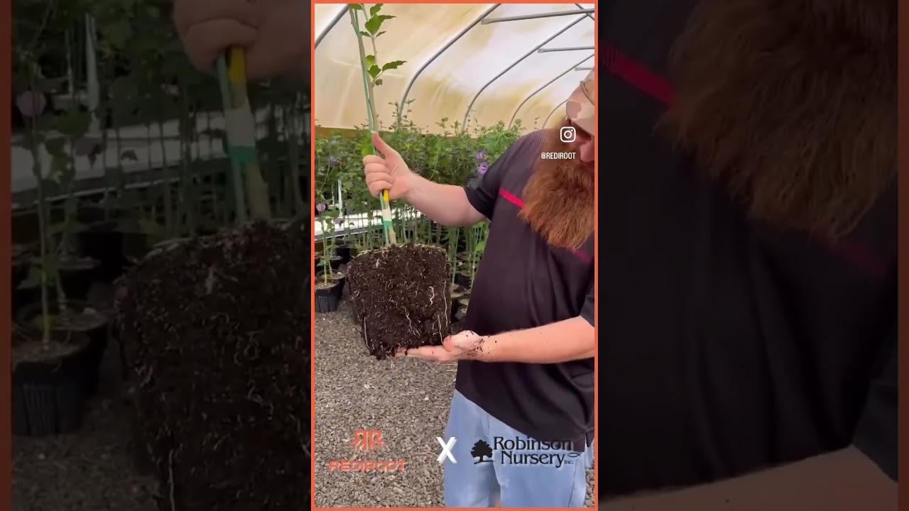 Air pruned roots- Gro n' Go Liners X RediRoot Aeration Pots @ Robinson Nursery