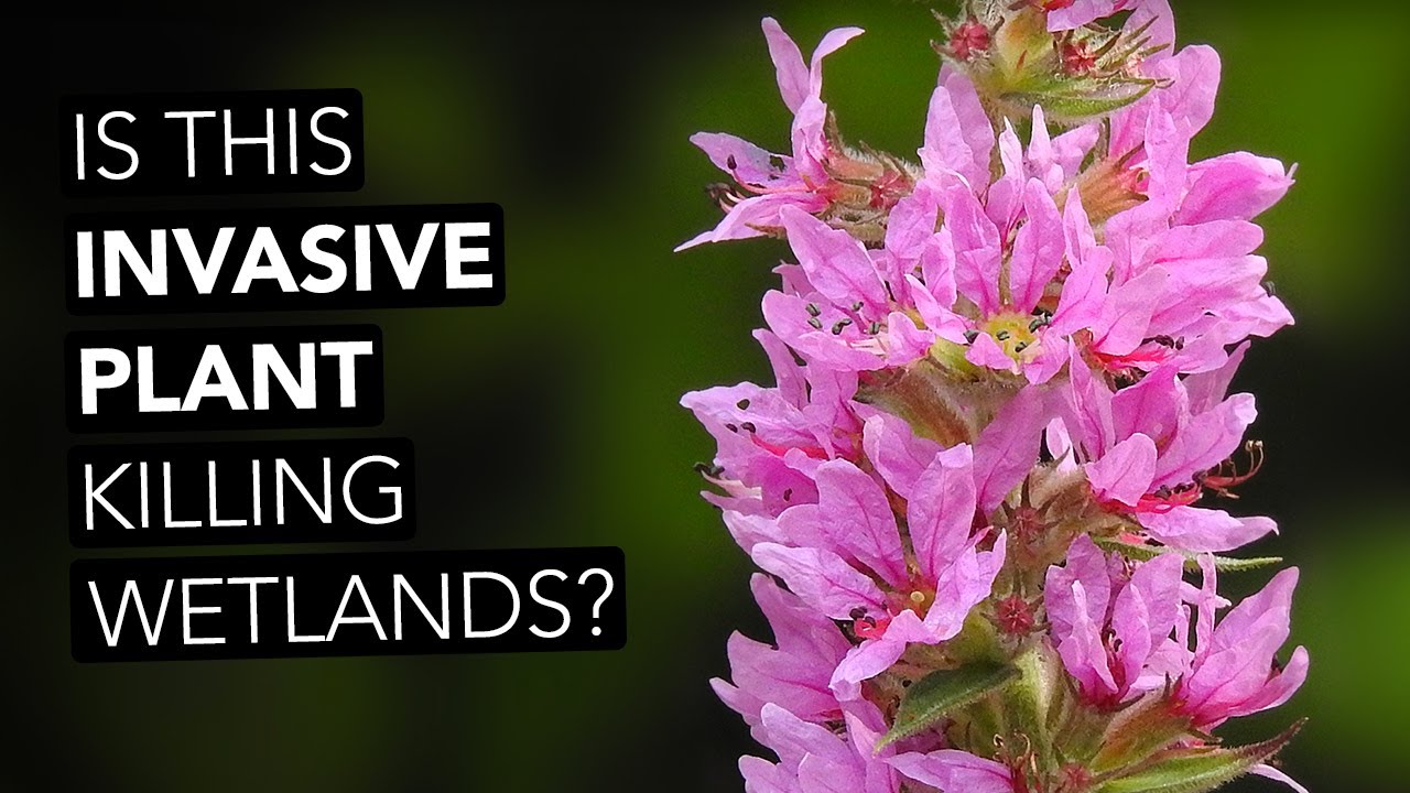Is This Invasive Plant Killing Wetlands?