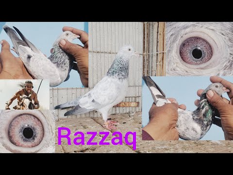 Grey parrot chandahani commuter car shop correct
