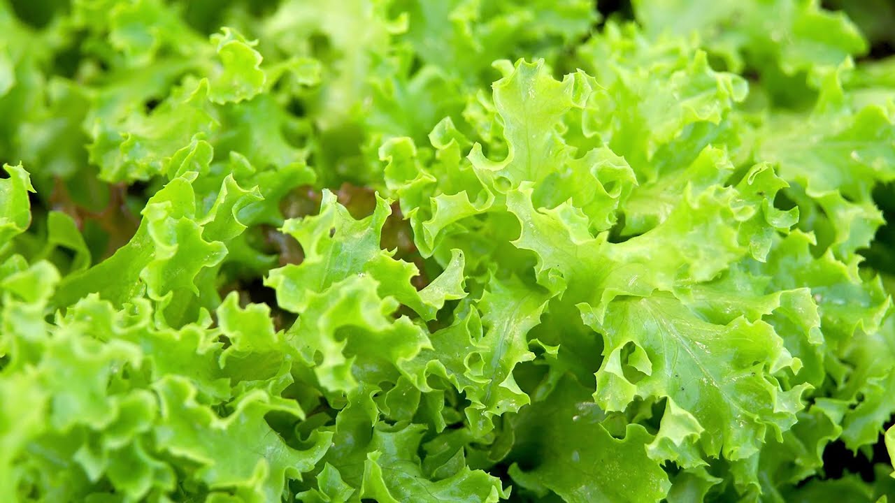 South African Intervarsity Hackathon 2025 | Submission Template Demo