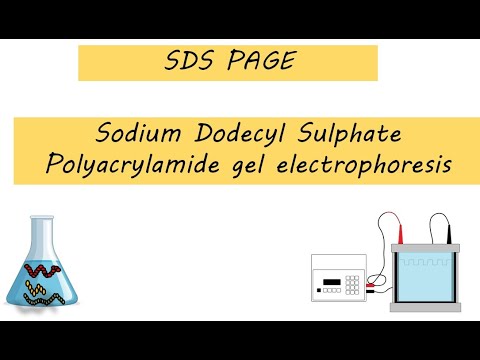 SDS PAGE | Sodium Dodecyl Sulphate Polyacrylamide Gel Electrophoresis| All the information you need