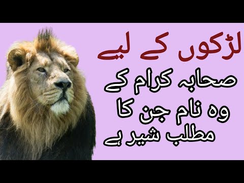 Sahaba names for boys meaning lion/Larko k liye Sahaba k naam