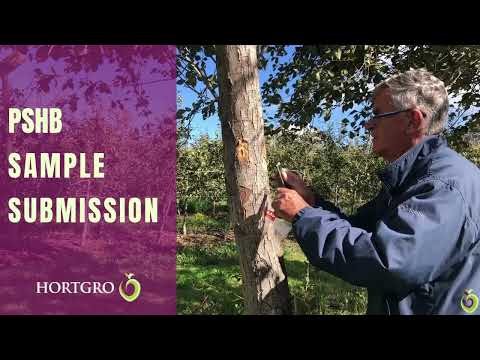 Taking a sample to identify polyphagous shot-hole borer