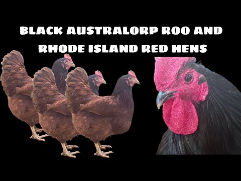 BLACK AUSTRALORP ROO AND RHODE ISLAND RED HENS