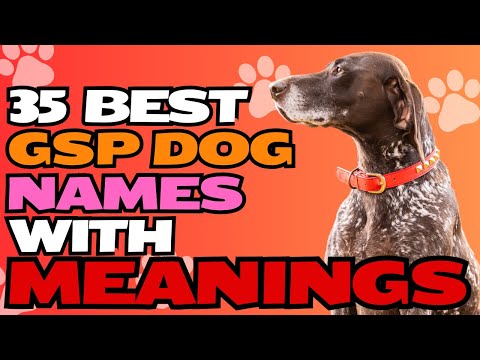 35 Best GSP Dog Names with Meanings 🐾🐶 | Unique & Strong Names for Your New Hunting Companion!