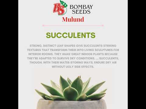 Succulent Plants | Information
