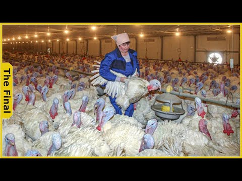 How American Farmers Process Turkey Sausages to Earn Millions of Dollars | Food Factory