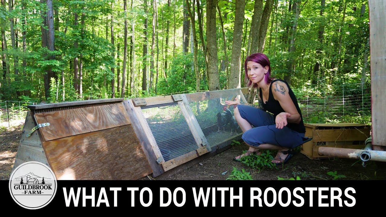 Backyard Chickens: What Do You Do With Extra Roosters?