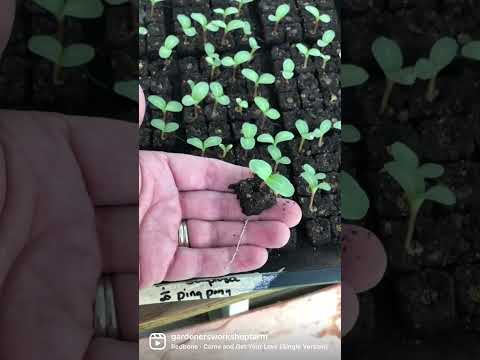 We will be starting cool-season hardy annuals all month, while we begin preparing the beds for them