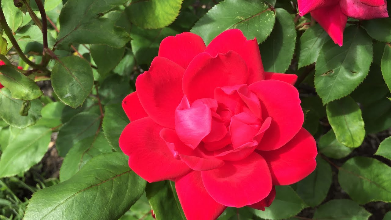 Double Knock Out Red Roses in Blooms - June 2, 2020