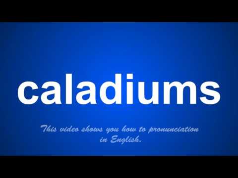 the correct pronunciation of caladiums in English.