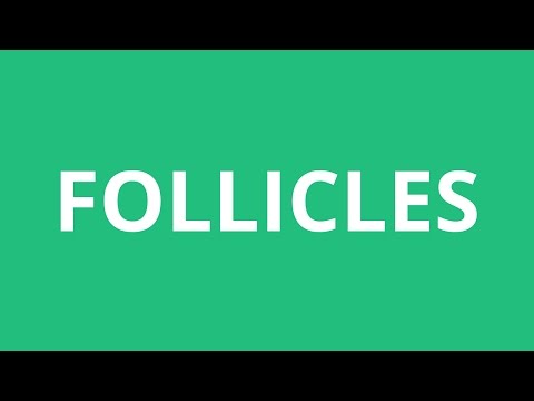 How To Pronounce Follicles - Pronunciation Academy