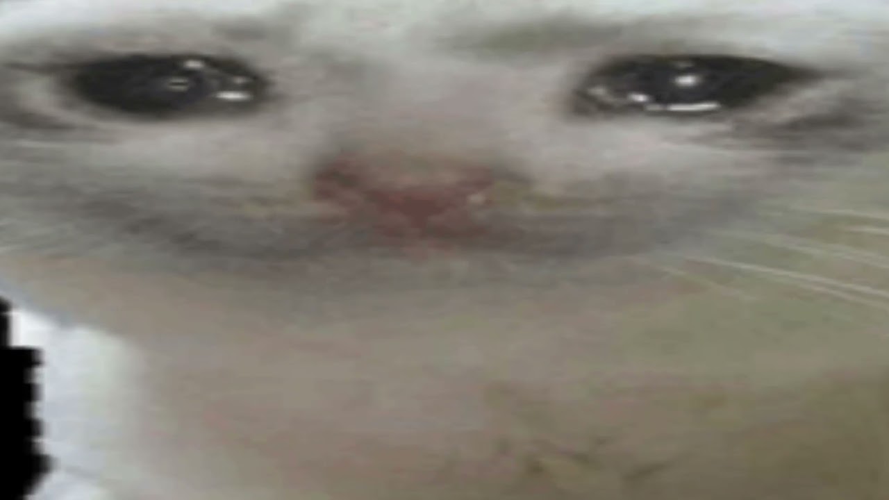 crying cat meme by me (rip headphone users)