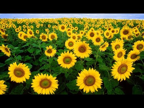 Photosynthesis | Classroom Observation Tool (COT)