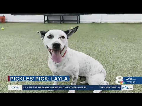 Pickles' Pick