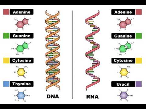 DNA vs. RNA (Law of Complementary Base Pairing)