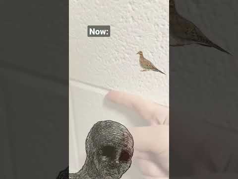 Mourning Dove meme