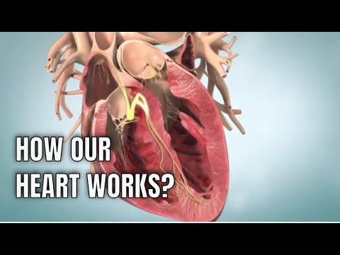 Anatomy & physiology of Human heart: 3D medical animation