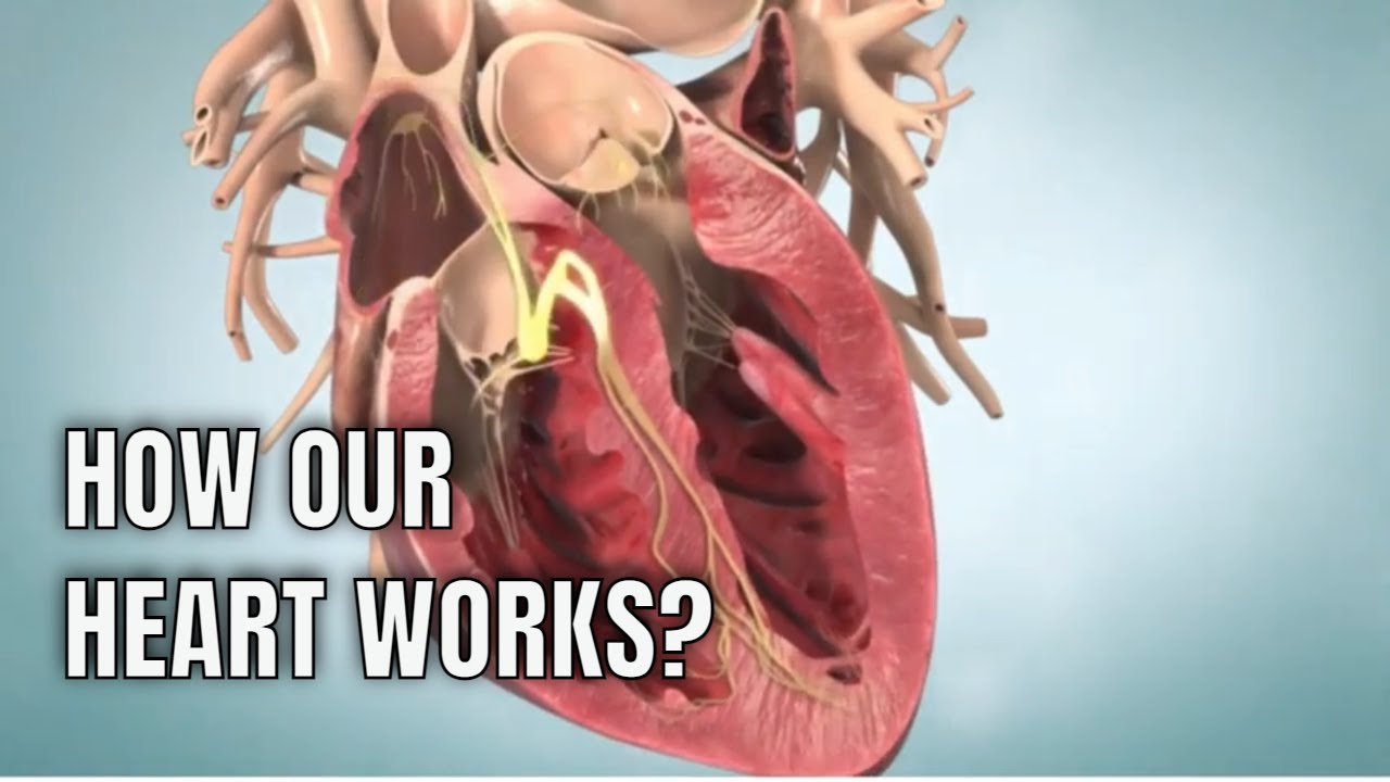 Anatomy & physiology of Human heart: 3D medical animation