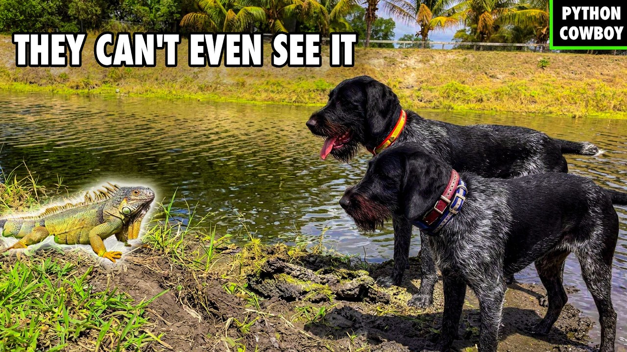 These Dogs Are Hunting Iguanas They Can't Even See