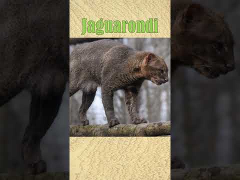 Animals That Start with J #shorts