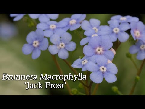 The Small & Charming Brunnera Macrophylla 'Jack Frost'