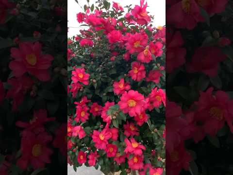 Sasanqua Camellia 💐 flowers . ||#flowergarden #gardening #amazing