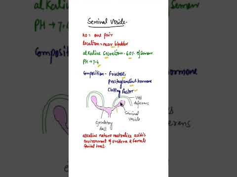 Seminal vesicle/seminal vesicle function #shorts #seminalvesicles