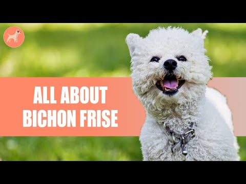 Bichon Frise: Everything You need to know