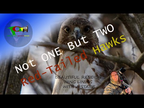 Chatting about Not One but Two Red Tailed Hawks"