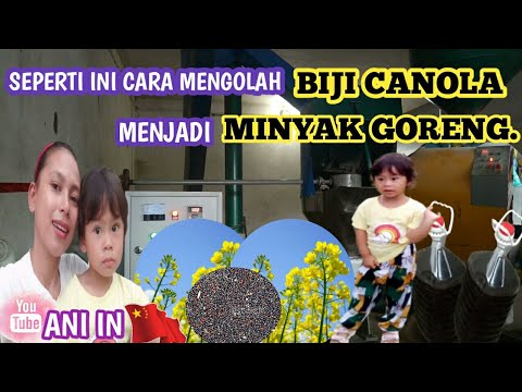 SEPERTI INI CARA MENGOLAH BIJI CANOLA MENJADI MINYAK GORENG.