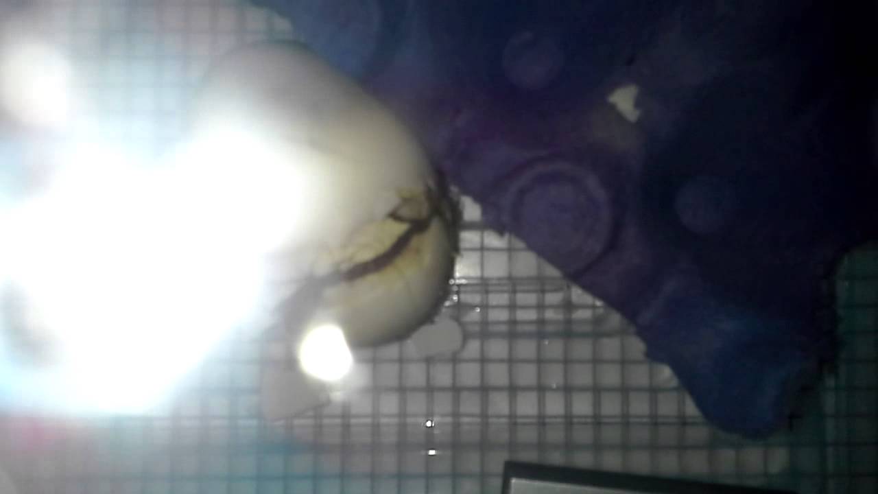 Black Swedish Duck Hatching