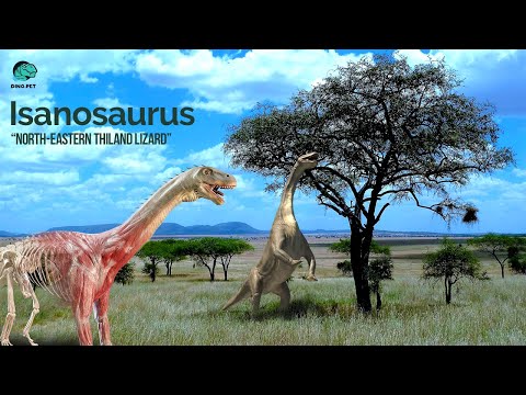 Meet the Isanosaurus - meaning "North-Eastern Thiland lizard"