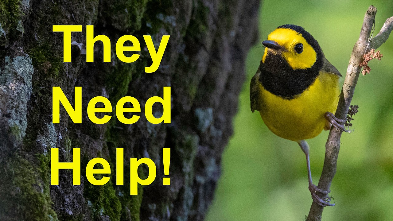 Millions of Birds Depend on This Stopover | Texas Spring Migration at Sabine Woods