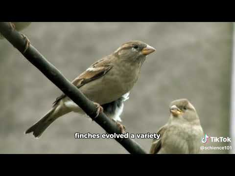 Evolution of Adaptive Radiation in Island Species